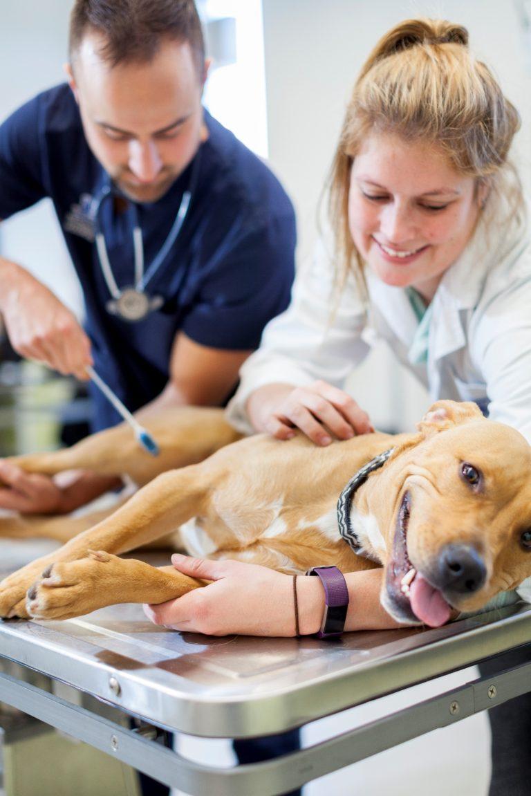 Melbourne Veterinary School offers brand-new facilities