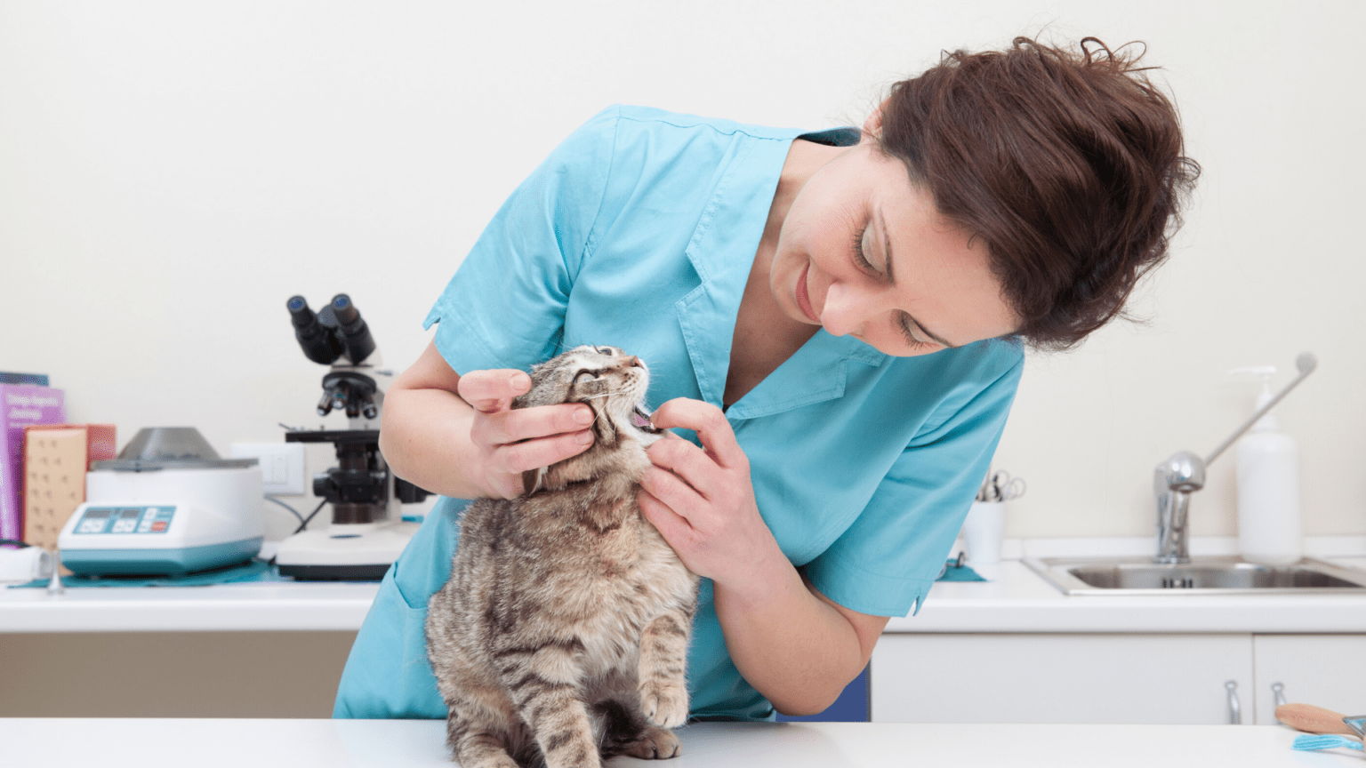Why you should consider Australian vet schools