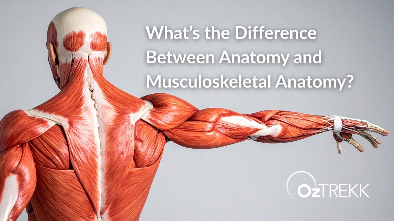Anatomy vs Musculoskeletal Anatomy: What’s the Difference?
